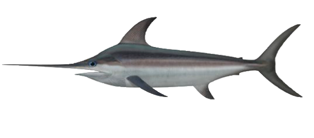 Espada | Swordfish – Inicio | Home